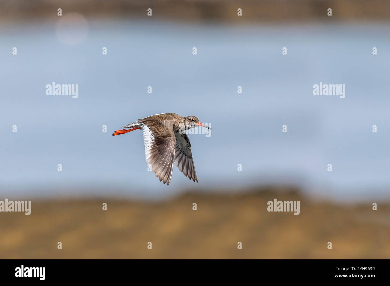 Redshank; Tringa totanus; in Flight; UK Stock Photo - Alamy