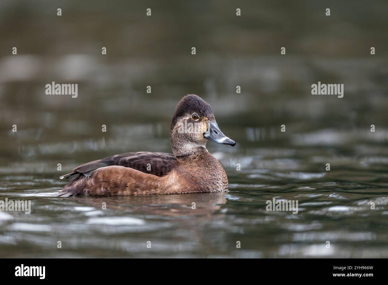 Ring Necked Duck; Aythya collaris; Female; UK Stock Photo - Alamy