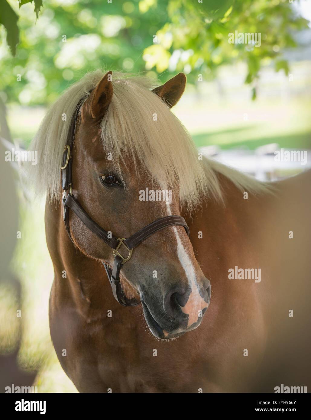 vertical portrait or headshot of a purebred haflinger horse with a long ...