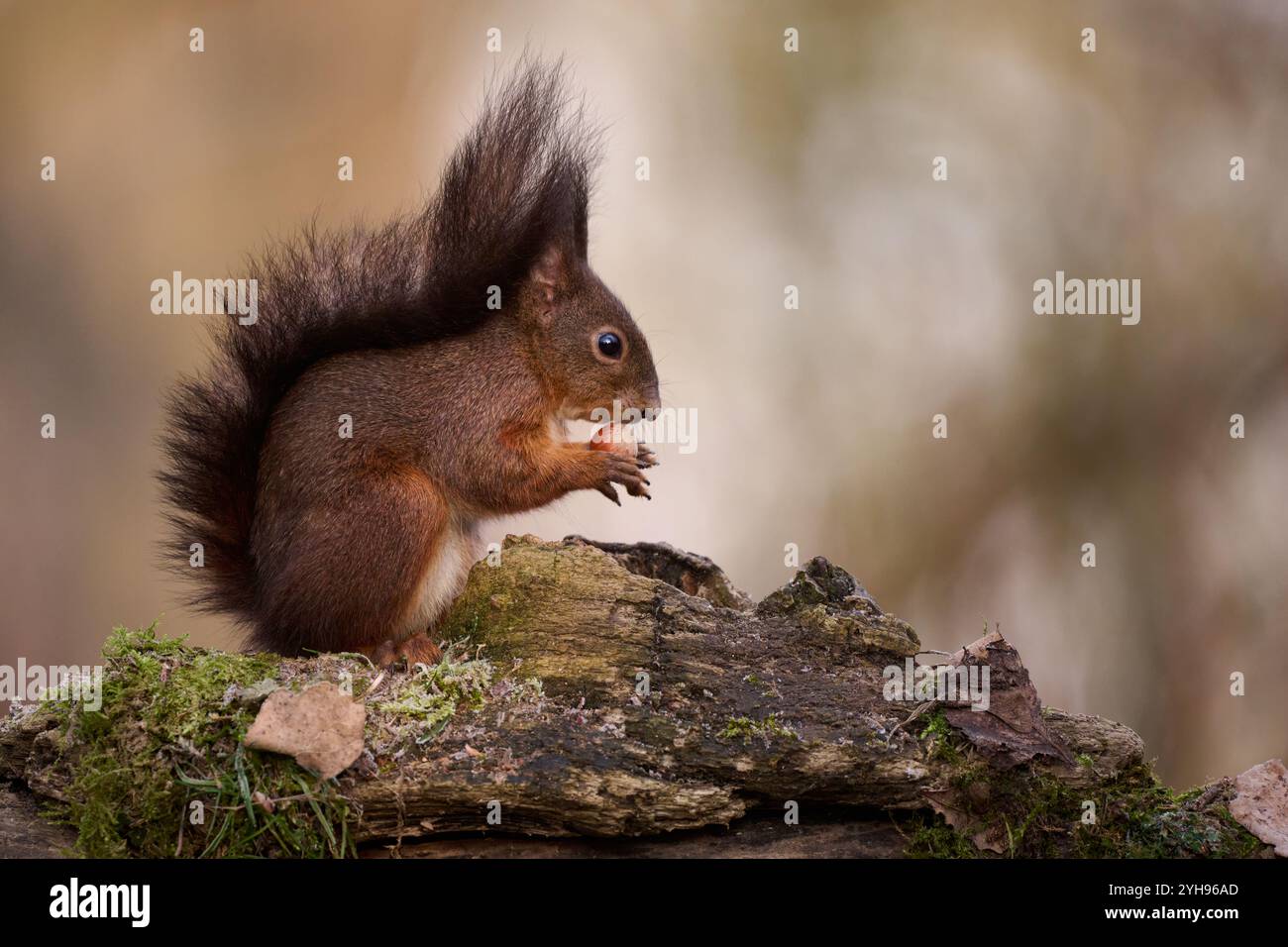 The European red squirrel (Sciurus vulgaris) is a rodent of the ...