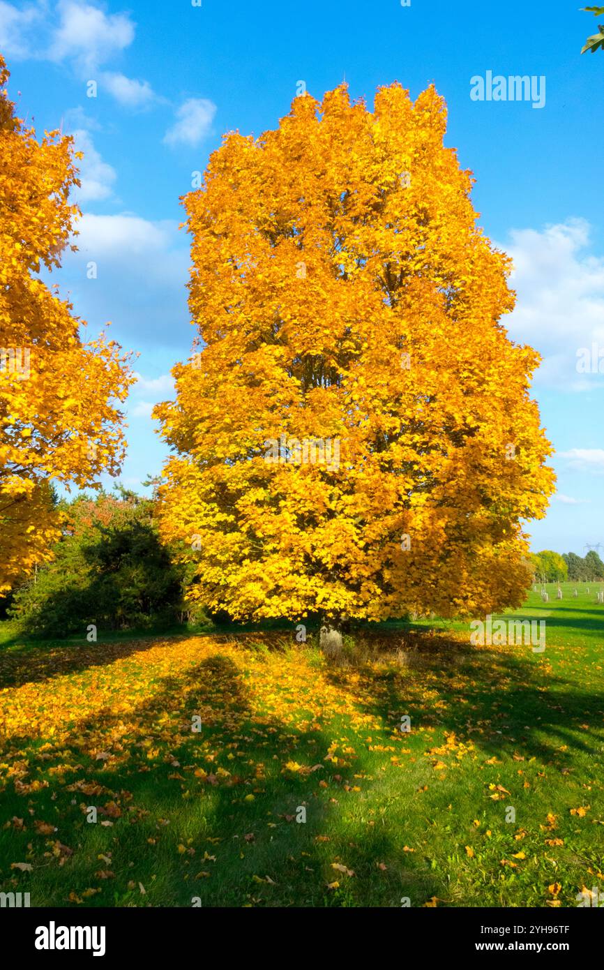 Yellow Acer platanoides Yellowish Yellowing Turn Turning Autumn Sunny ...
