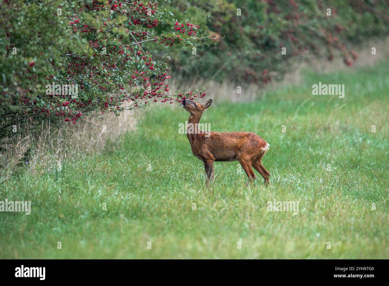 Roe deer berries hi-res stock photography and images - Alamy