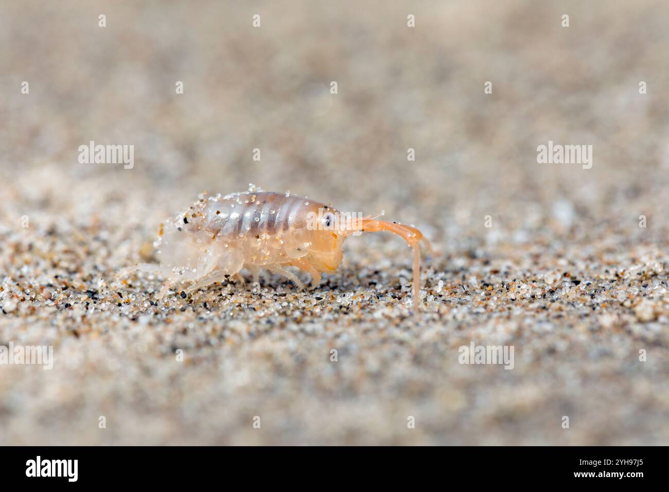 Sand Hopper; Talitrus saltator; Beach; UK Stock Photo - Alamy