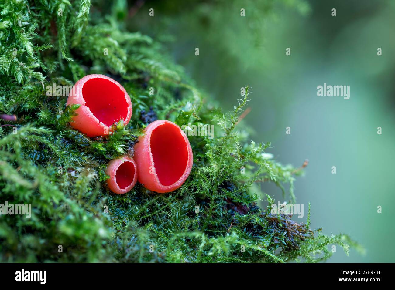 Scarlet Elf Cup; Sarcoscypha coccinea; with Moss; UK Stock Photo - Alamy