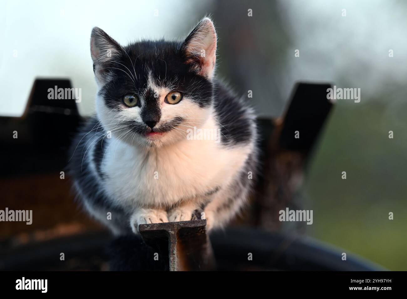 Black and white kitten with creepy smiling markings on its face sitting ...