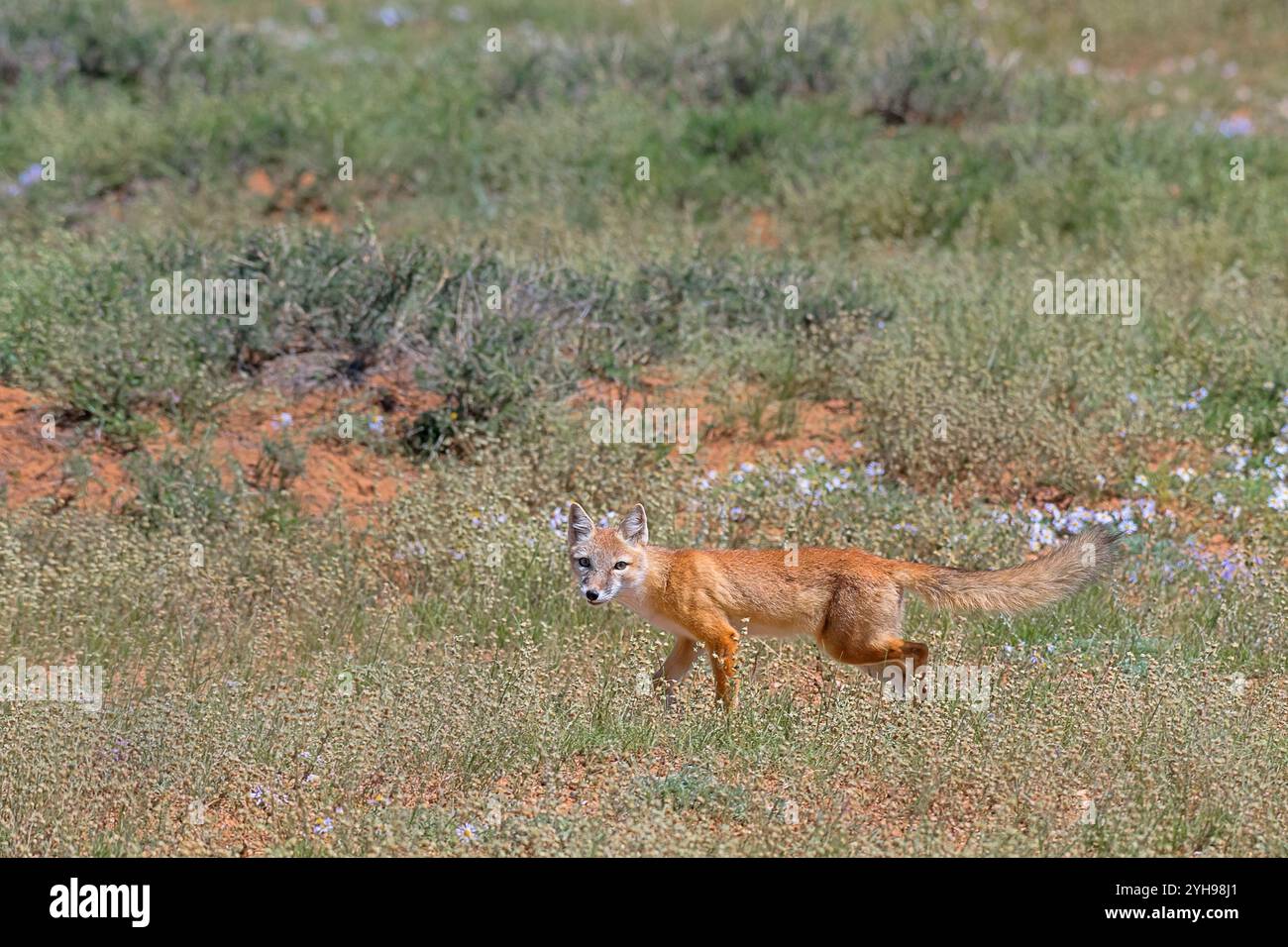 Corsac Fox (Vulpes corsac) from the steppes of Mongolia Stock Photo - Alamy