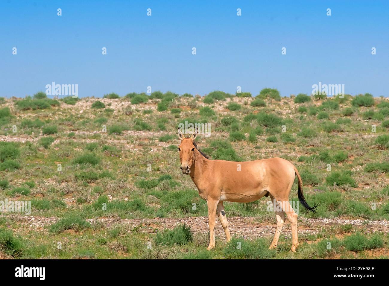 Solitary male Khulan (Equus hemionus) in South Gobi, Mongolia Stock ...