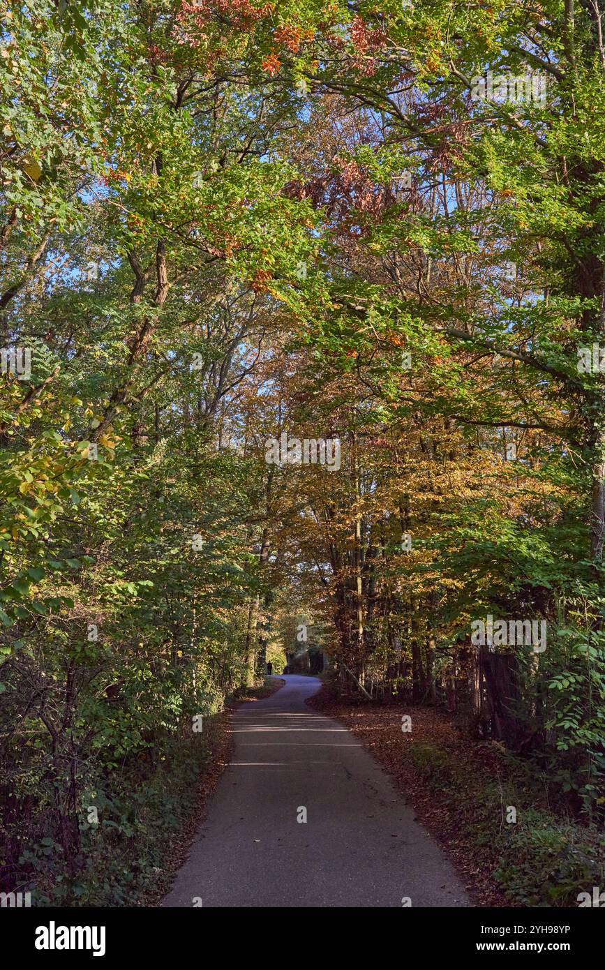 A Serene Pathway Meandering Through Lush and Vibrant Greenery in ...