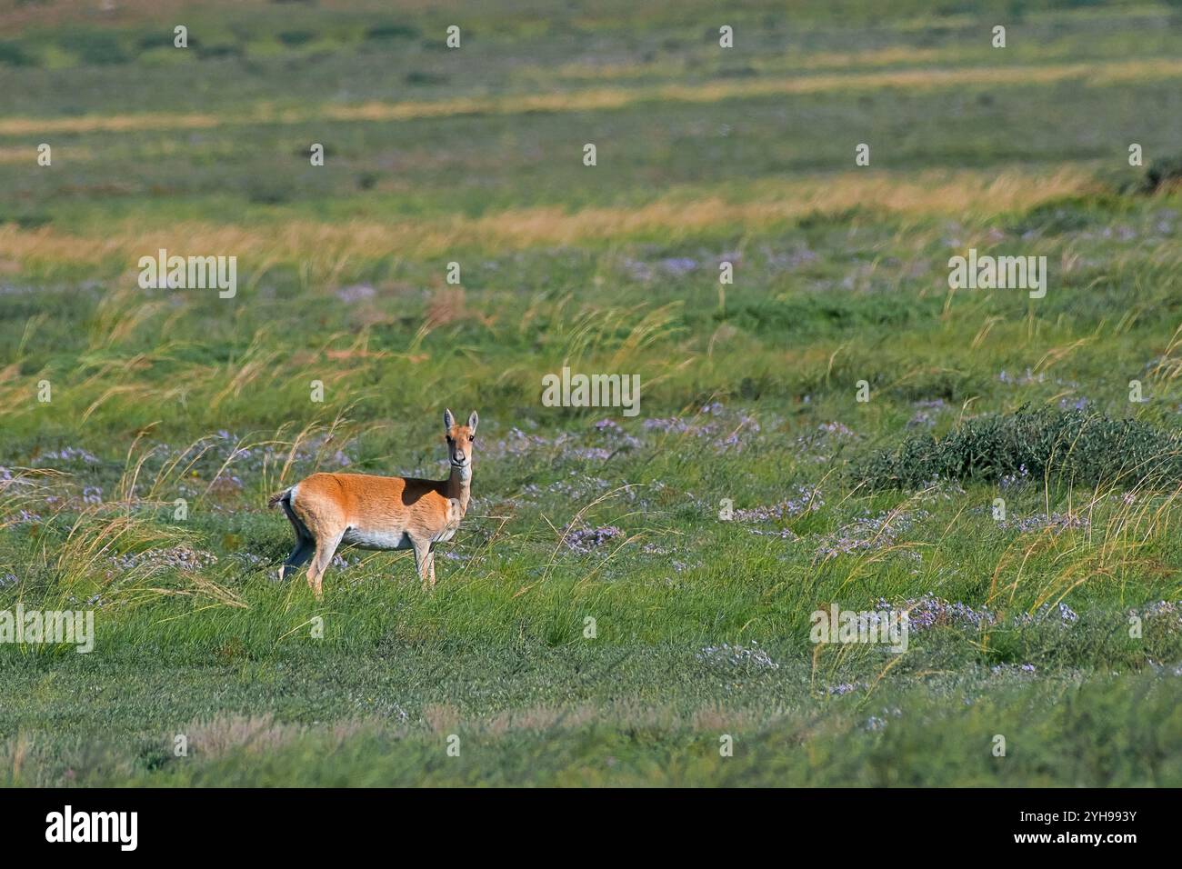 Mongolian Gazelle (Procapra gutturosa) from Hustai National Park ...