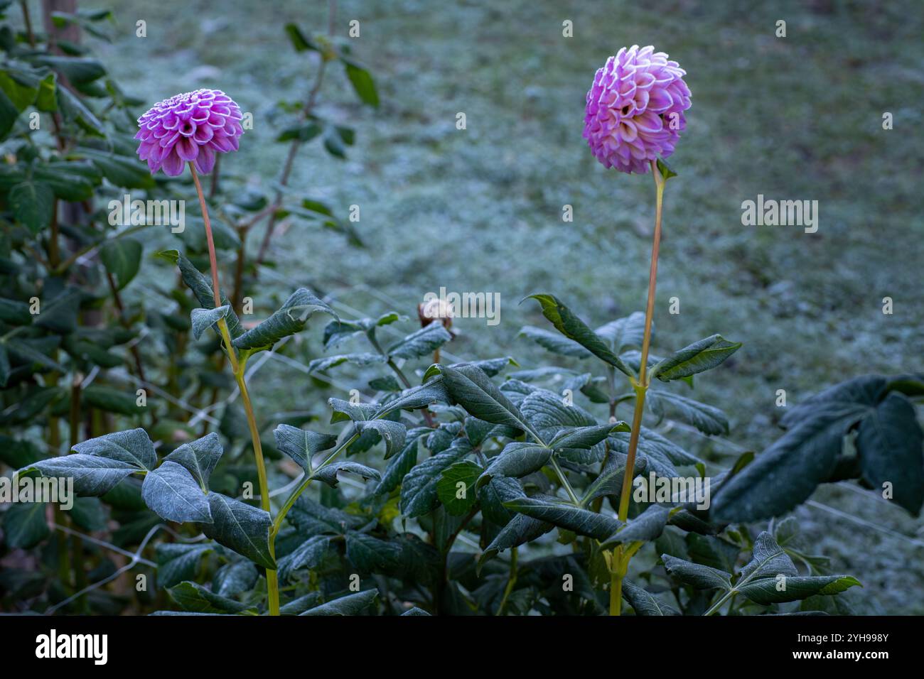 First autumn frost in the garden. Dahlia flower bed damaged after first ...