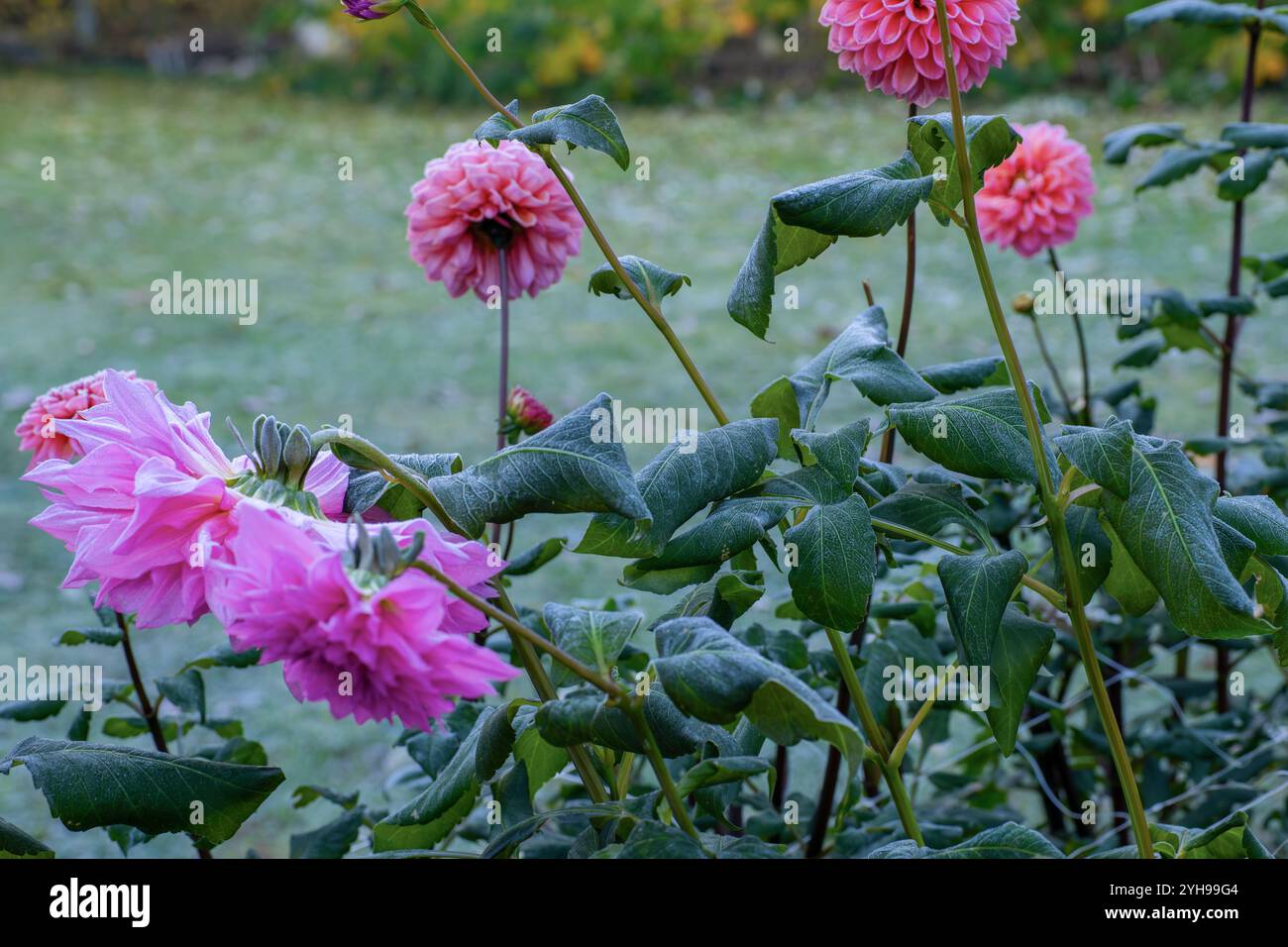 First autumn frost in the garden. Dahlia flower bed damaged after first ...