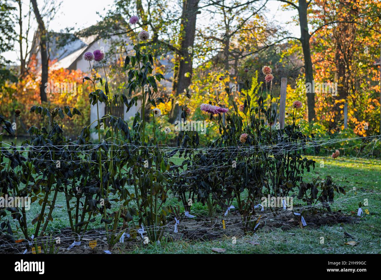 First autumn frost in the garden. Dahlia flowerbed damaged after first ...