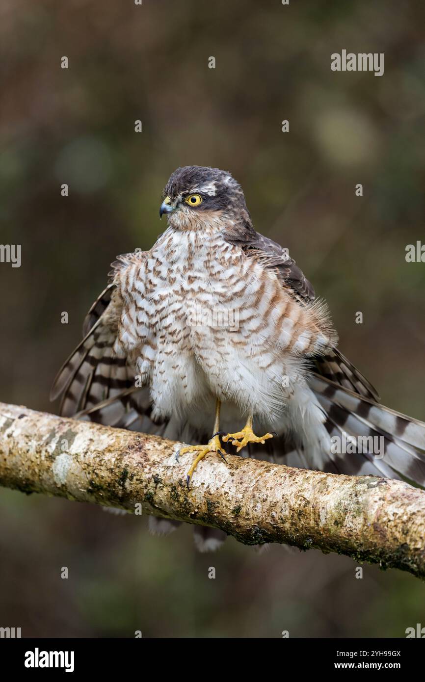 Sparrowhawk; Accipiter nisus; Young Male; Wings Out; UK Stock Photo - Alamy