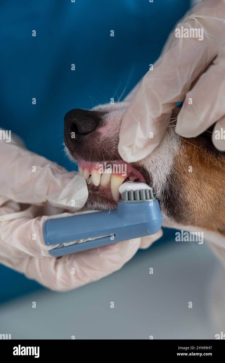 A vet is cleaning the teeth of a Jack Russell Terrier. Vertical photo ...