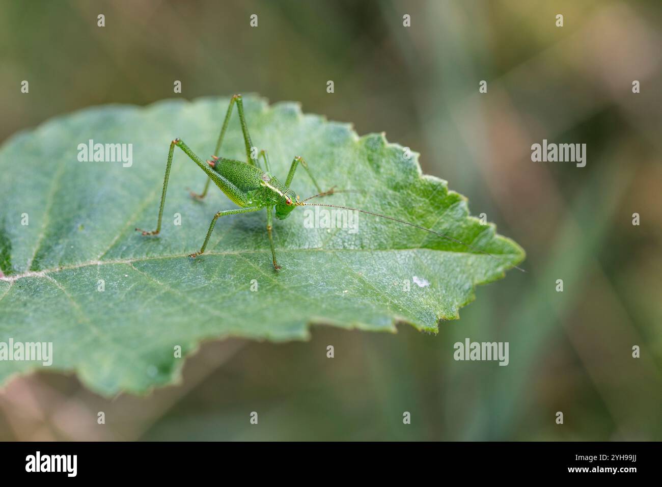 Speckled Bush Cricket; Leptophyes punctatissima; Male; UK Stock Photo ...