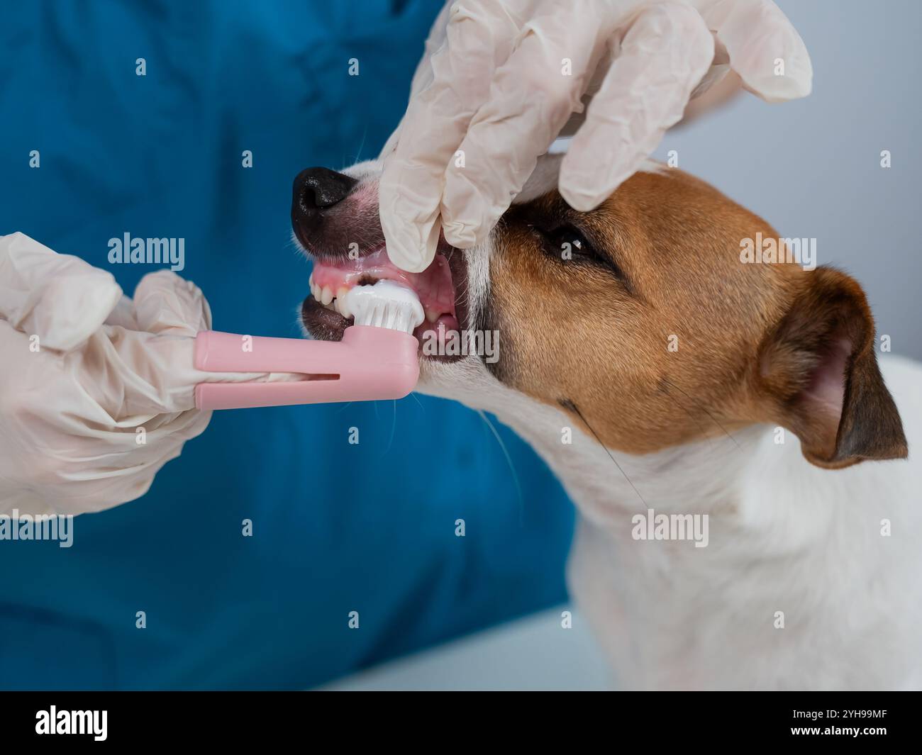 A vet is cleaning the teeth of a Jack Russell Terrier Stock Photo - Alamy