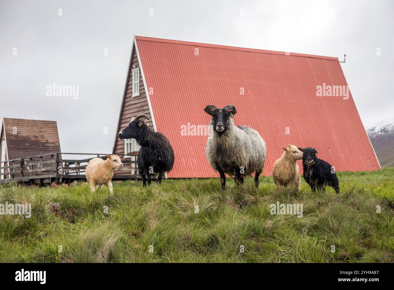 Icelandic Sheep; Lambs; Summer; Iceland Stock Photo - Alamy