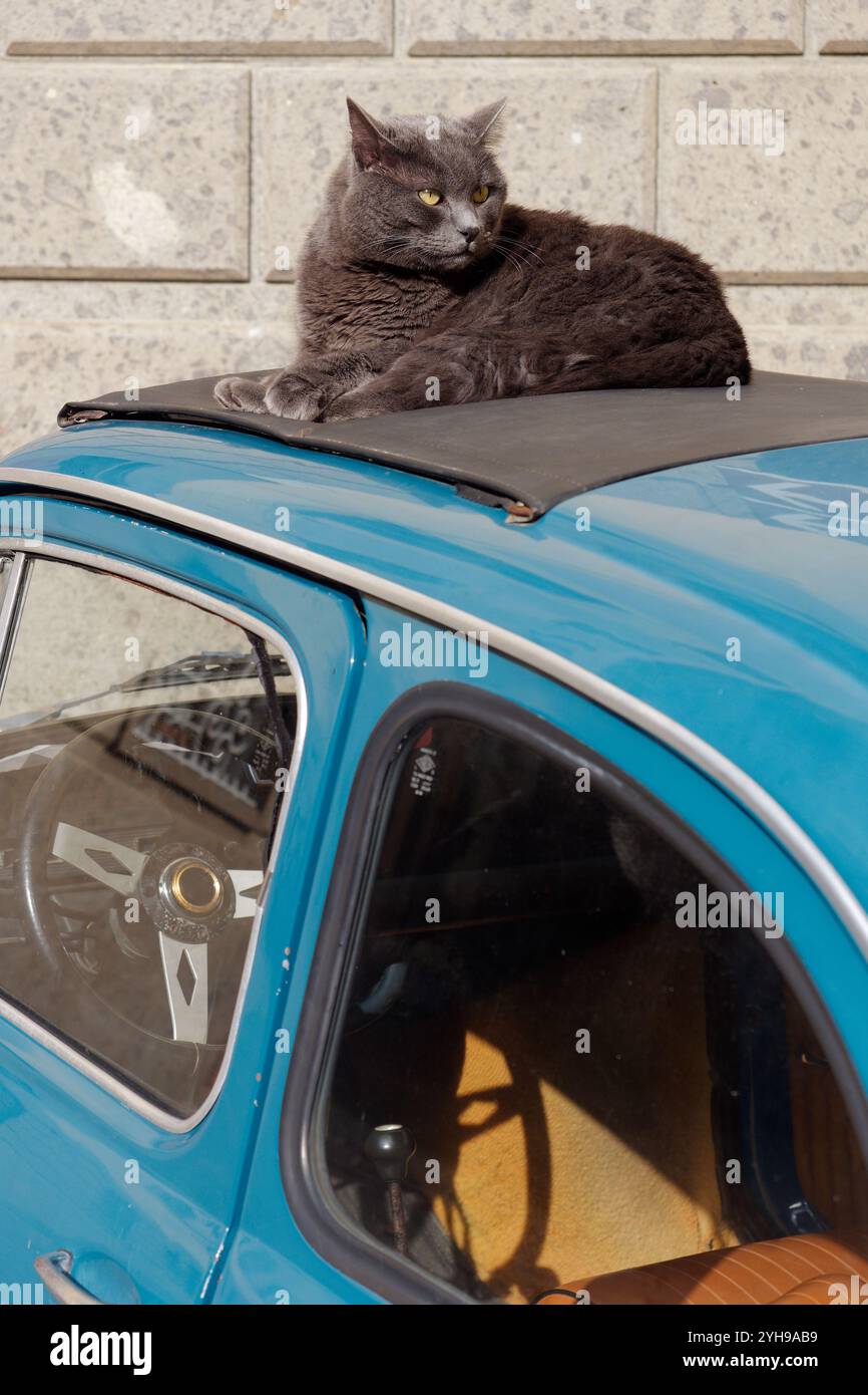Badass dark grey cat with real character sits atop a blue classic Fiat ...