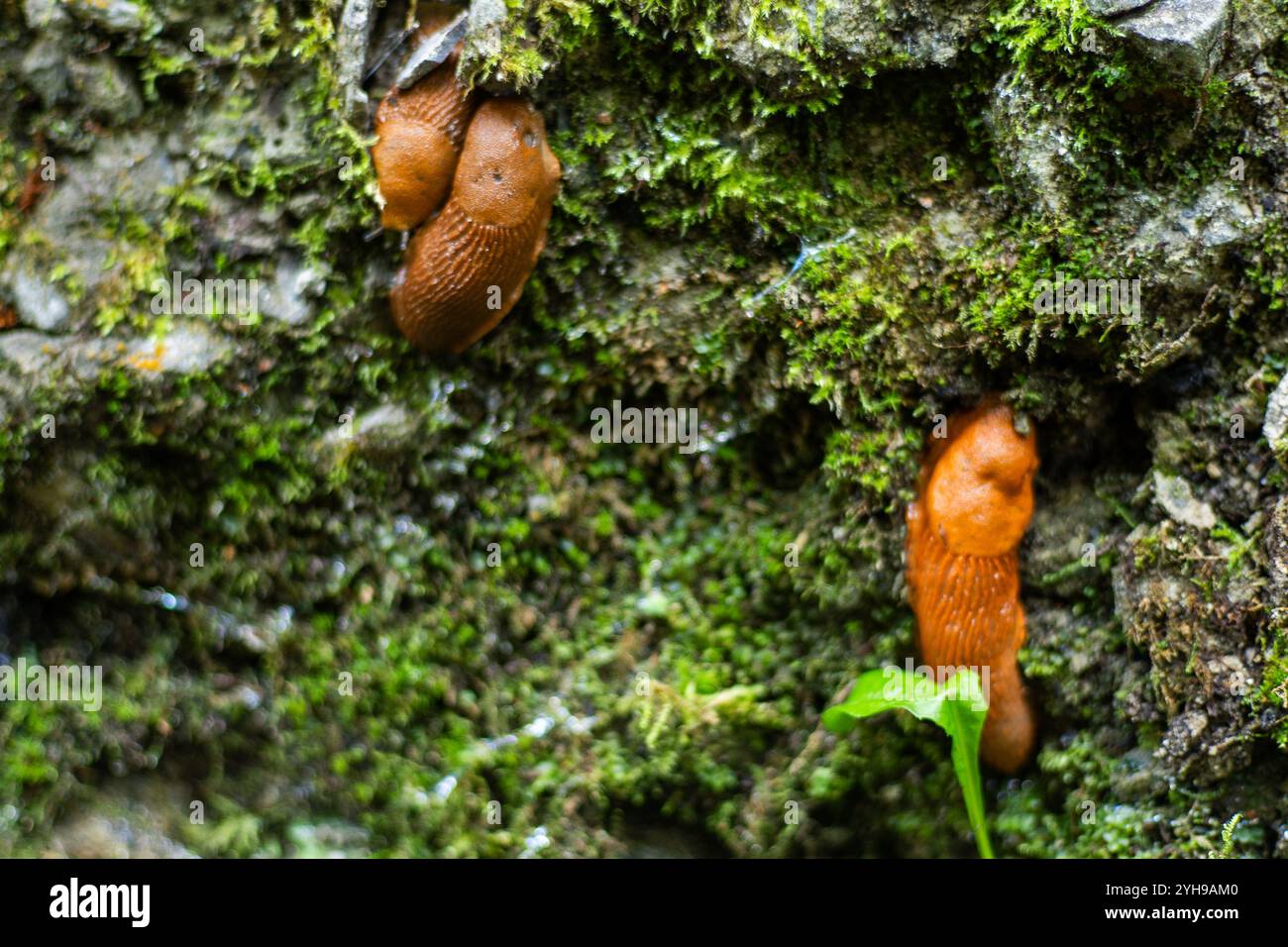 Slug on wild forest hi-res stock photography and images - Alamy
