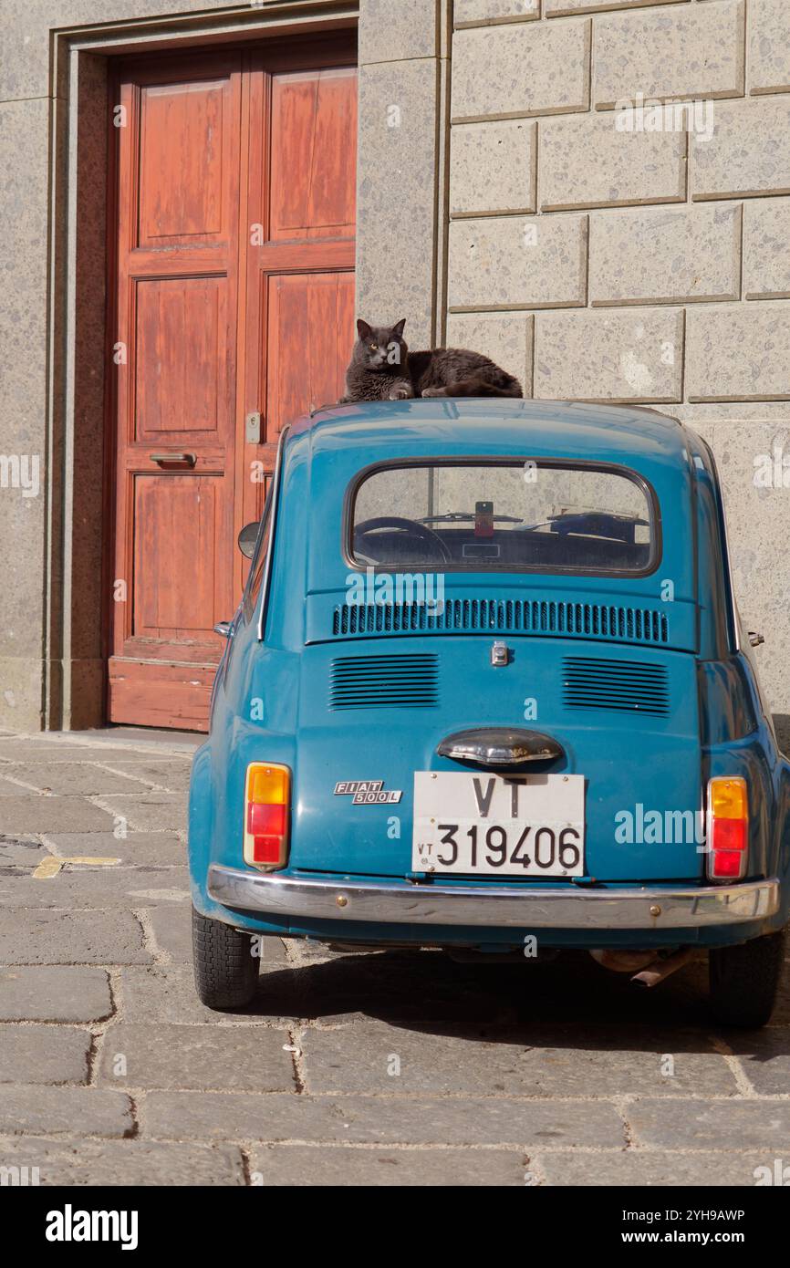 Badass dark grey cat with real character sits atop a blue classic Fiat ...