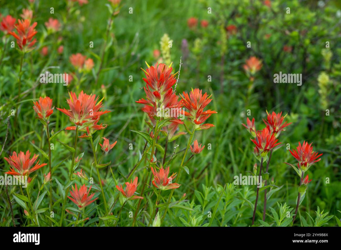 Faint patch hi-res stock photography and images - Alamy