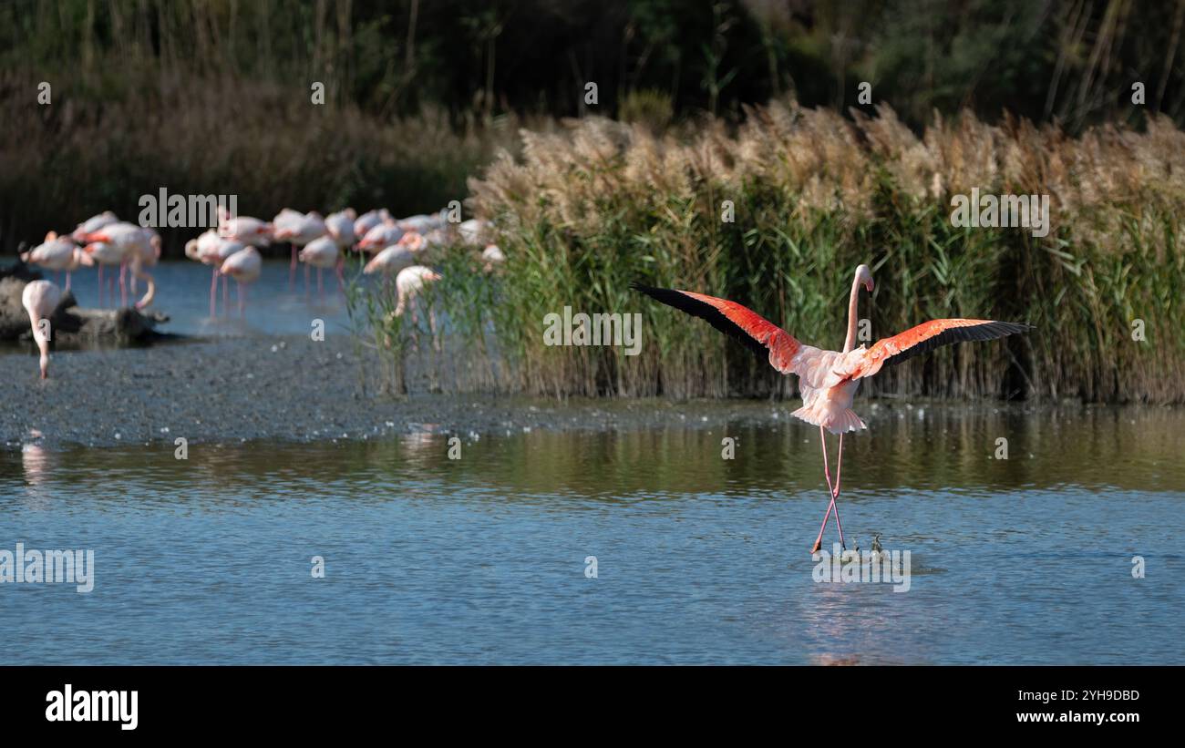A flamingo landing elegantly in water spreading it's wings wide open, a ...