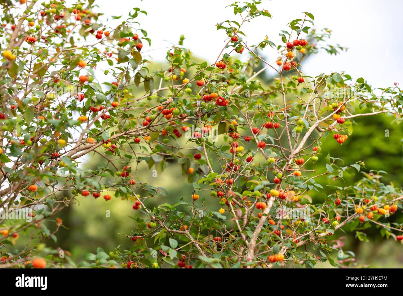Ripe pitanga fruits (Eugenia uniflora),on the tree and blurred ...