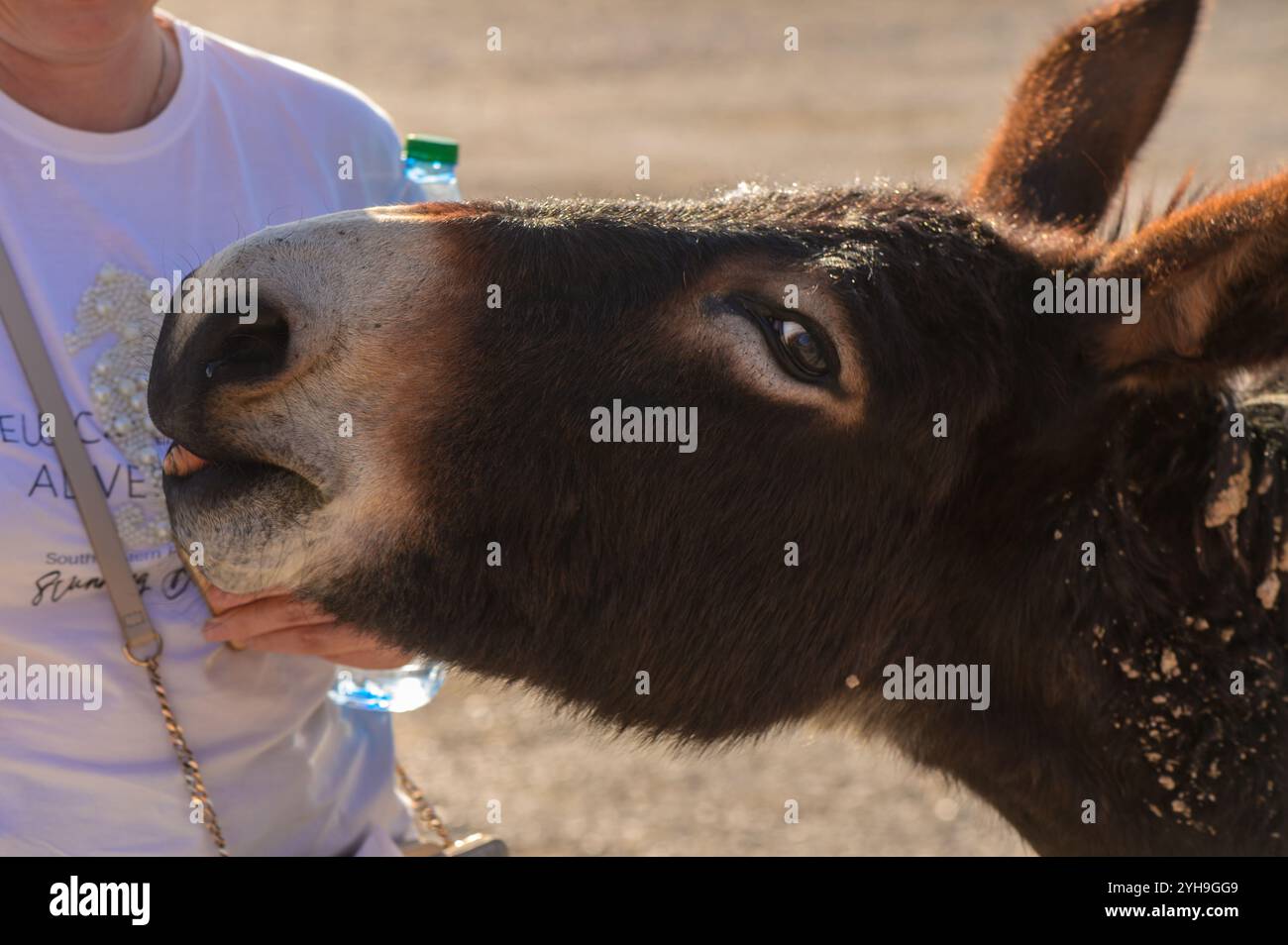 A friendly donkey leans toward a person who is holding a bottle ...