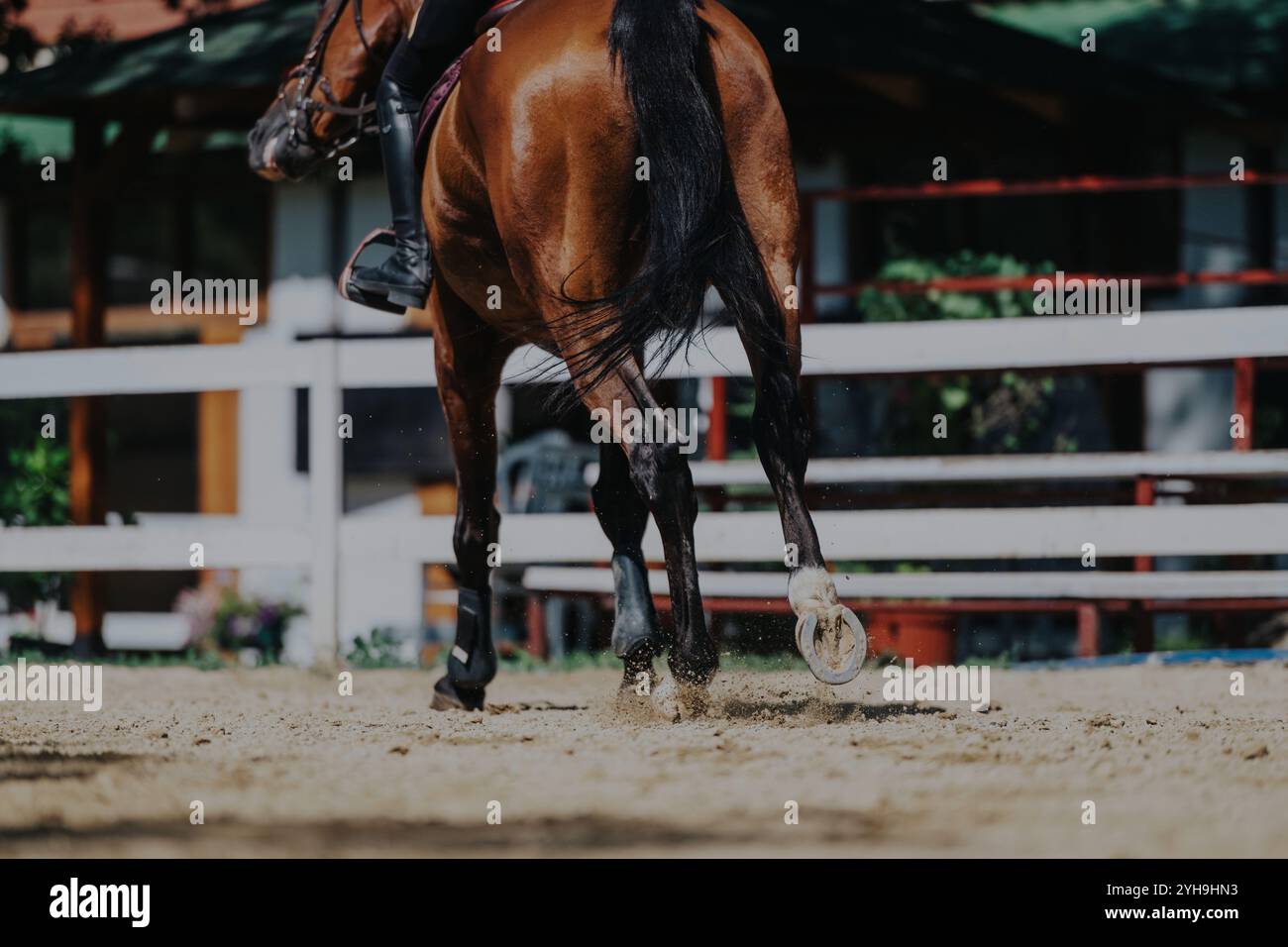 Horse trotting in an outdoor training arena on a sunny day Stock Photo ...
