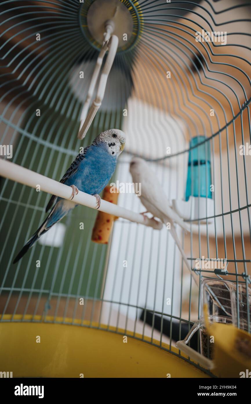 Colorful parakeets perched inside a modern birdcage at home Stock Photo - Alamy