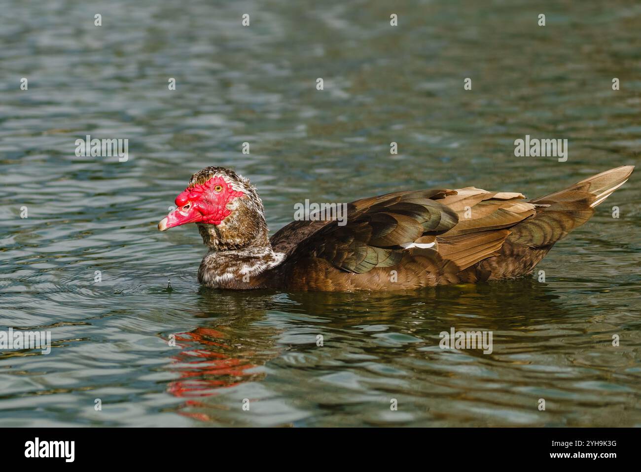 The Muscovy duck. Large duck, native to Mexico and Central and South ...