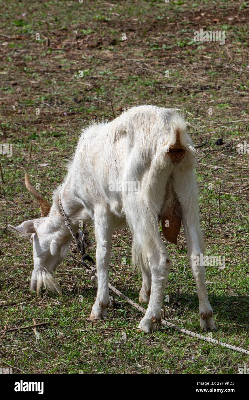 Old goat on meadow in hi-res stock photography and images - Alamy