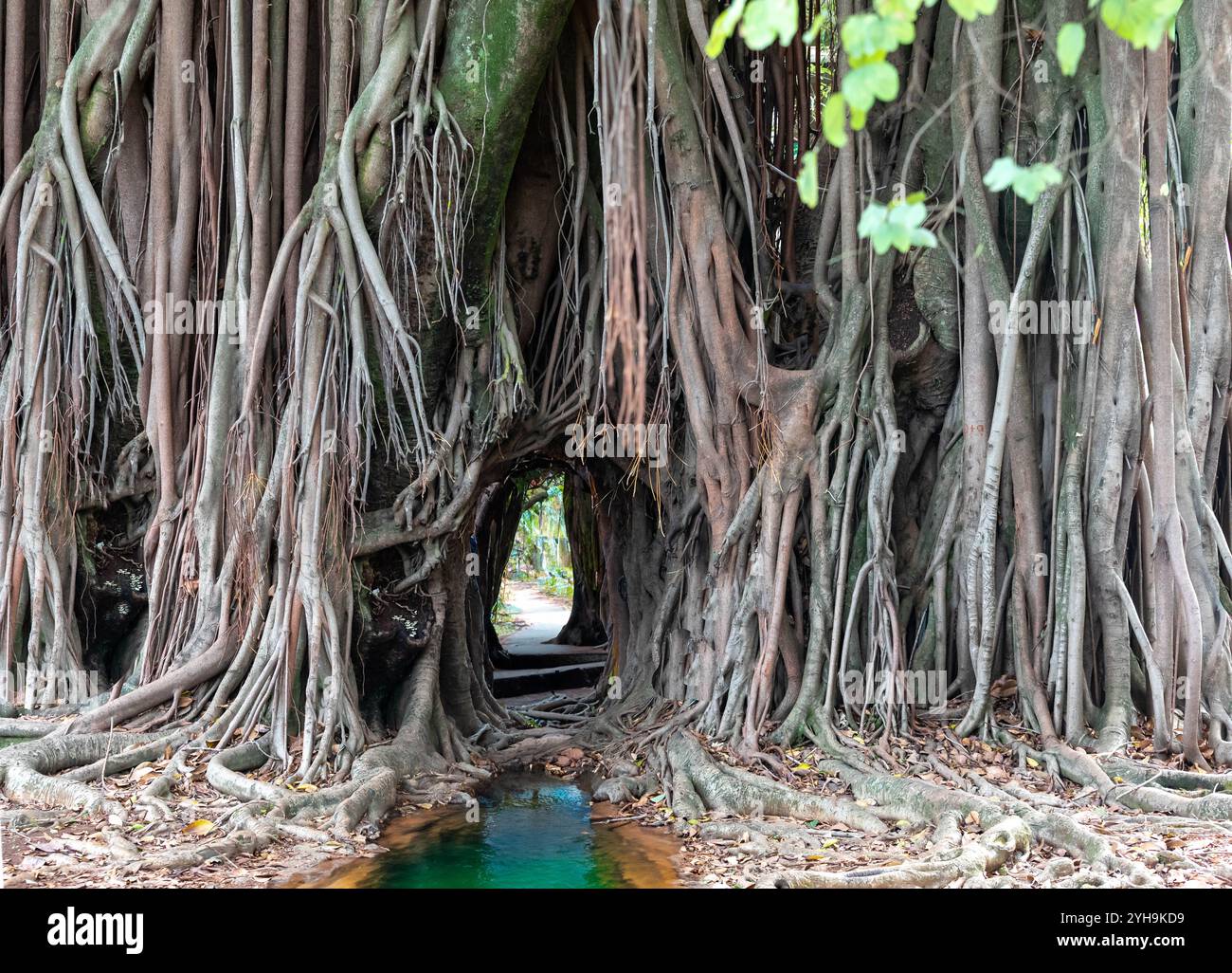 Giant tropical fig tree with path through the tree and its exotic and ...