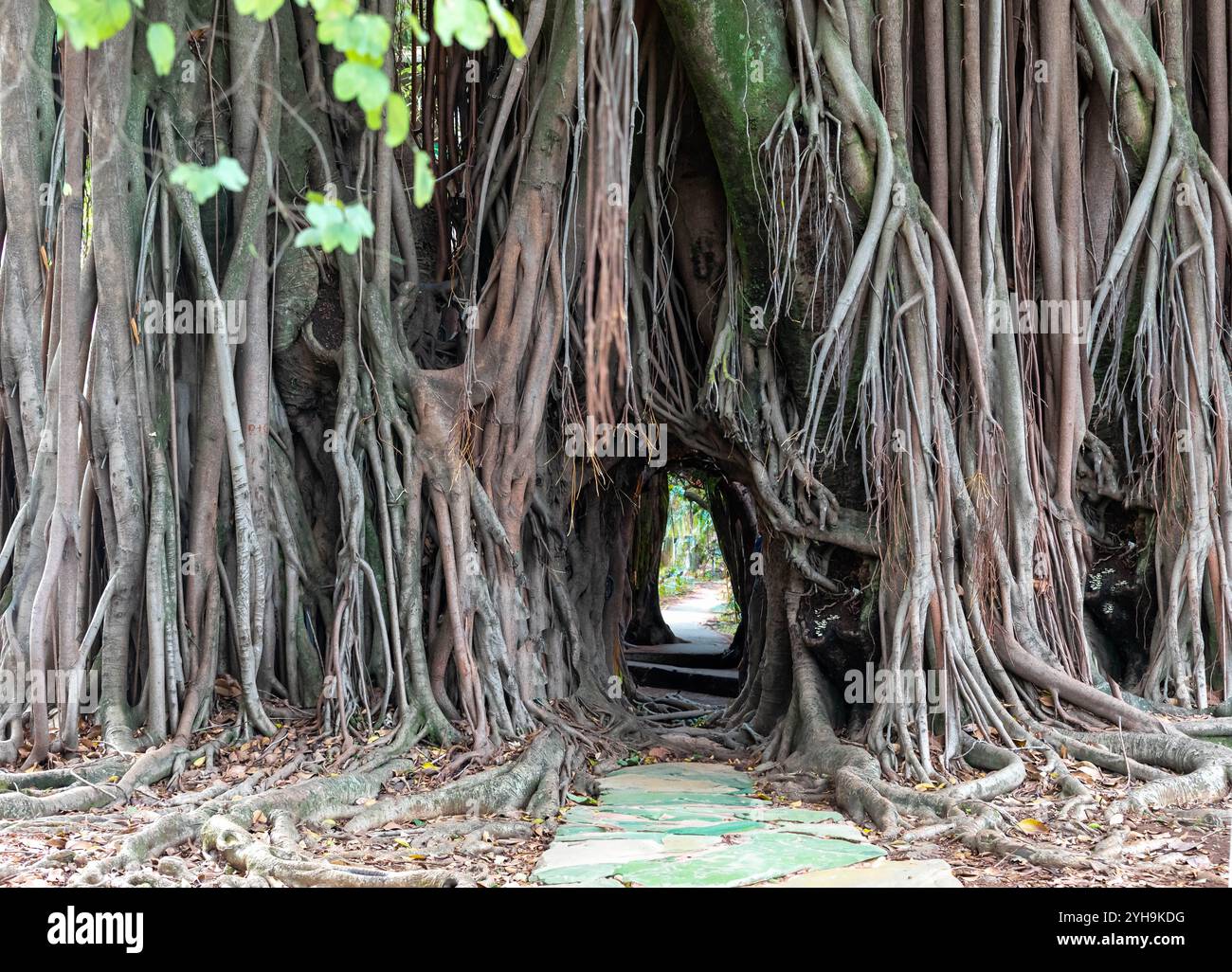 Giant tropical fig tree with path through the tree and its exotic and ...