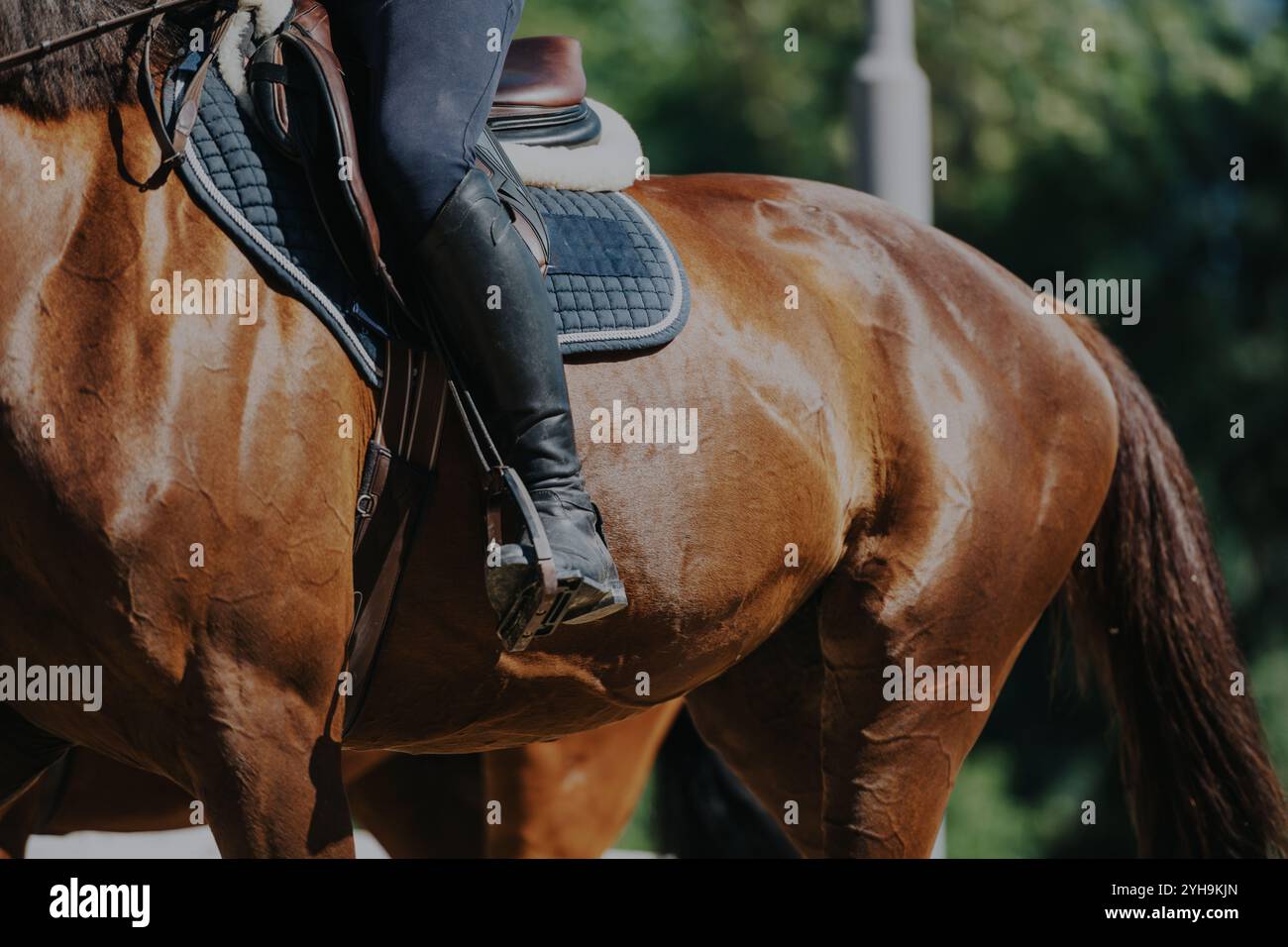 Equestrian rider and horse in outdoor riding environment Stock Photo ...
