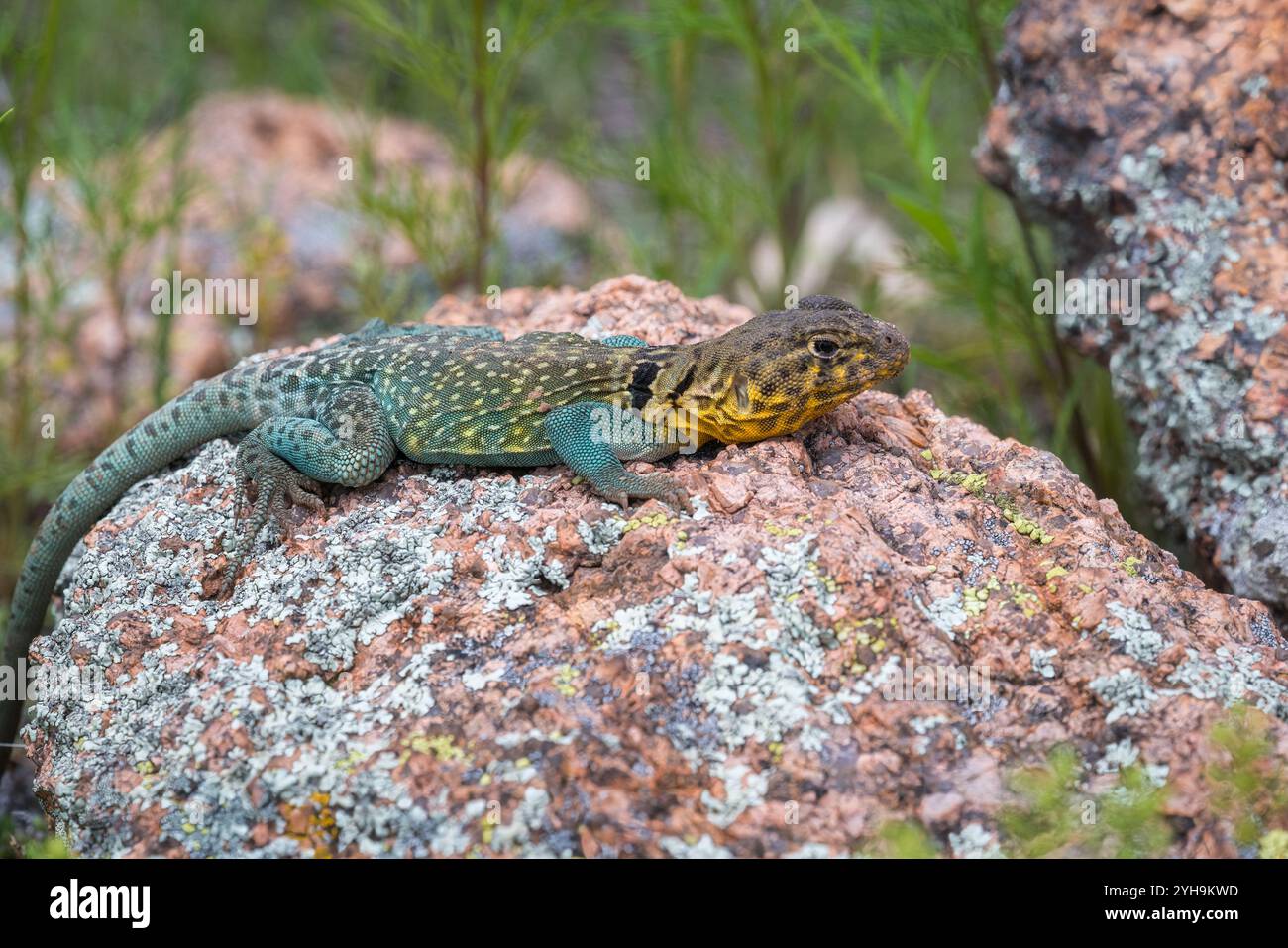 Lizzard on rock in hi-res stock photography and images - Alamy