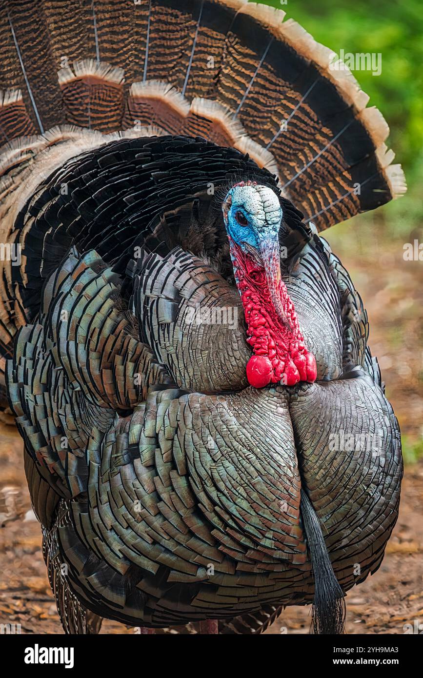 Puffed up turkey hi-res stock photography and images - Alamy