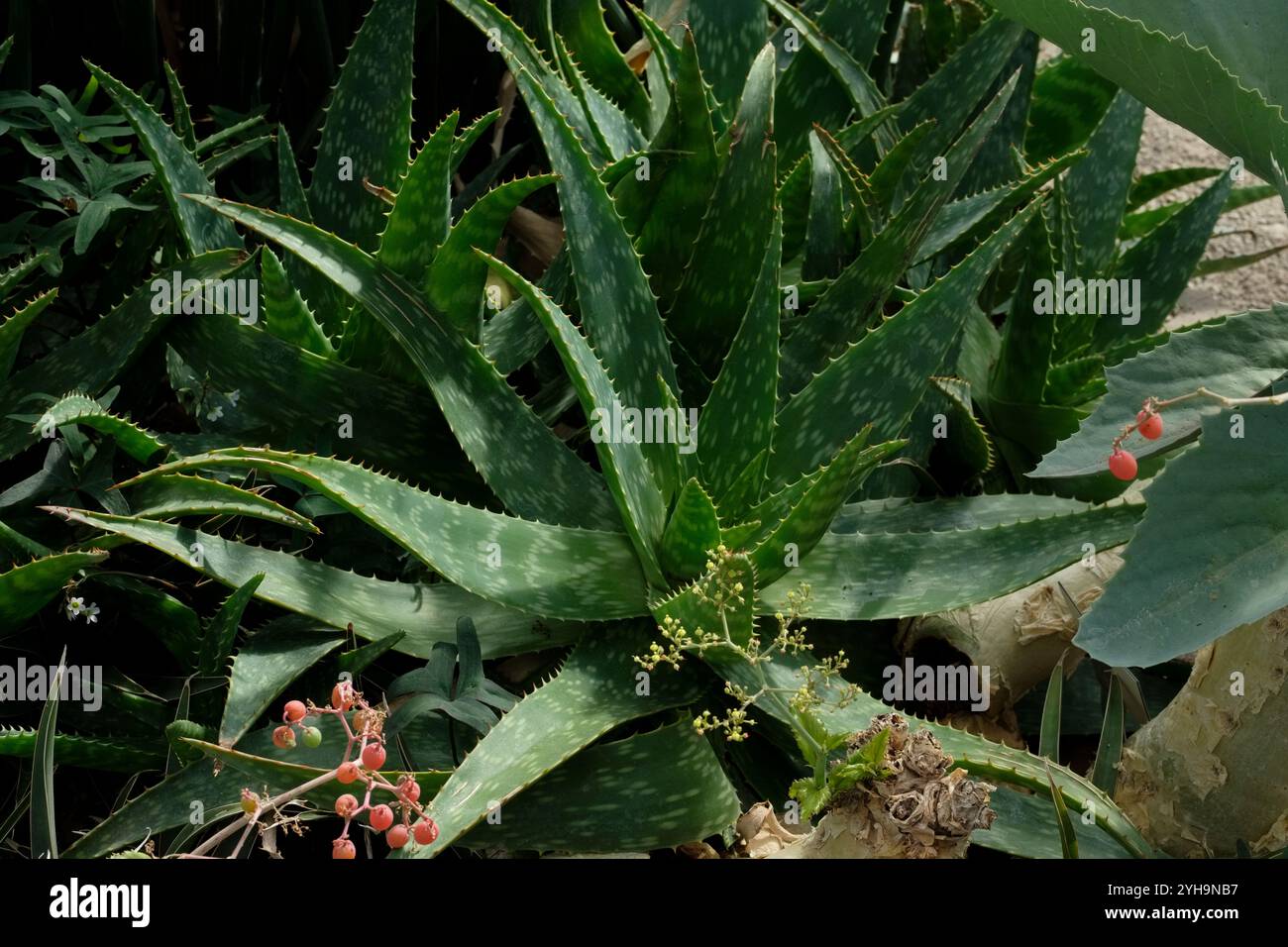 Dwarf soap aloe hi-res stock photography and images - Alamy
