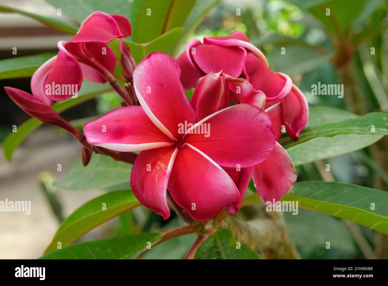 Plumeria (Plumeria rubra Gina) in Göttingen Botanic Gardens (Alter ...