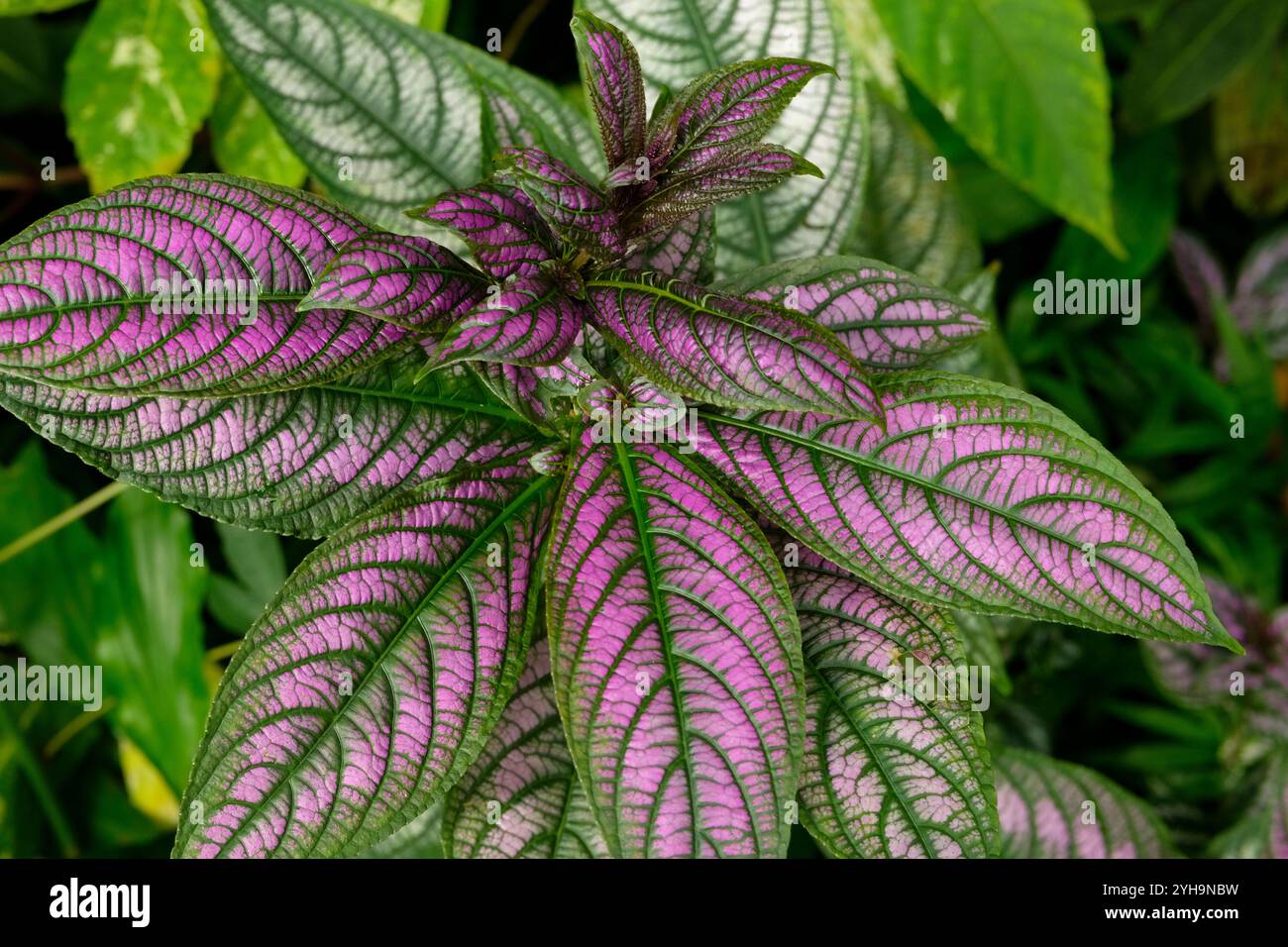 Persian shield (Strobilanthes dyerianus) in Göttingen Botanic Gardens ...
