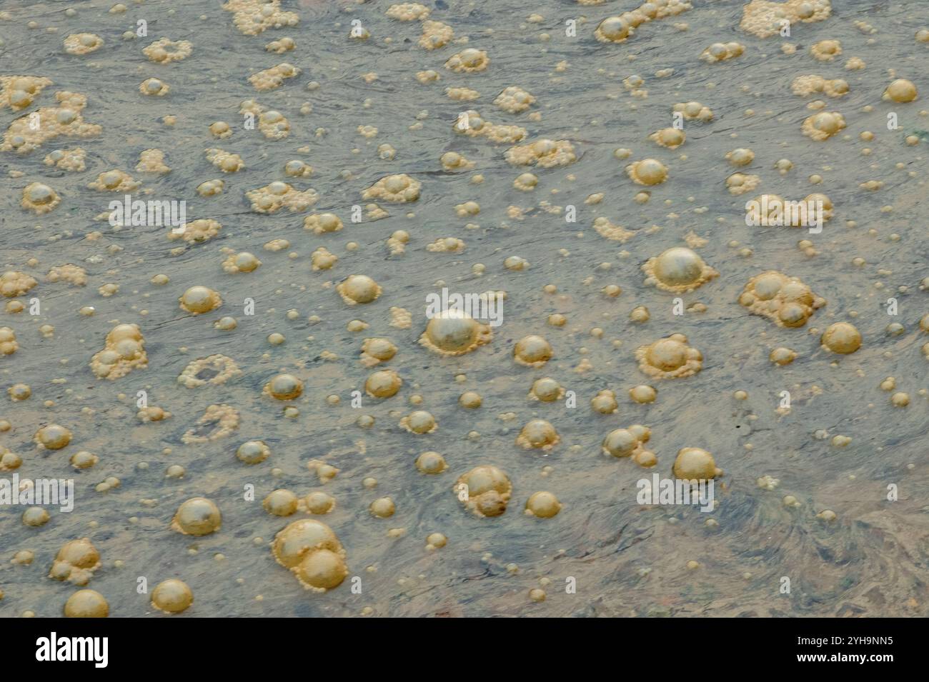 scum floating on the top of a river due to pollutants entering the ...