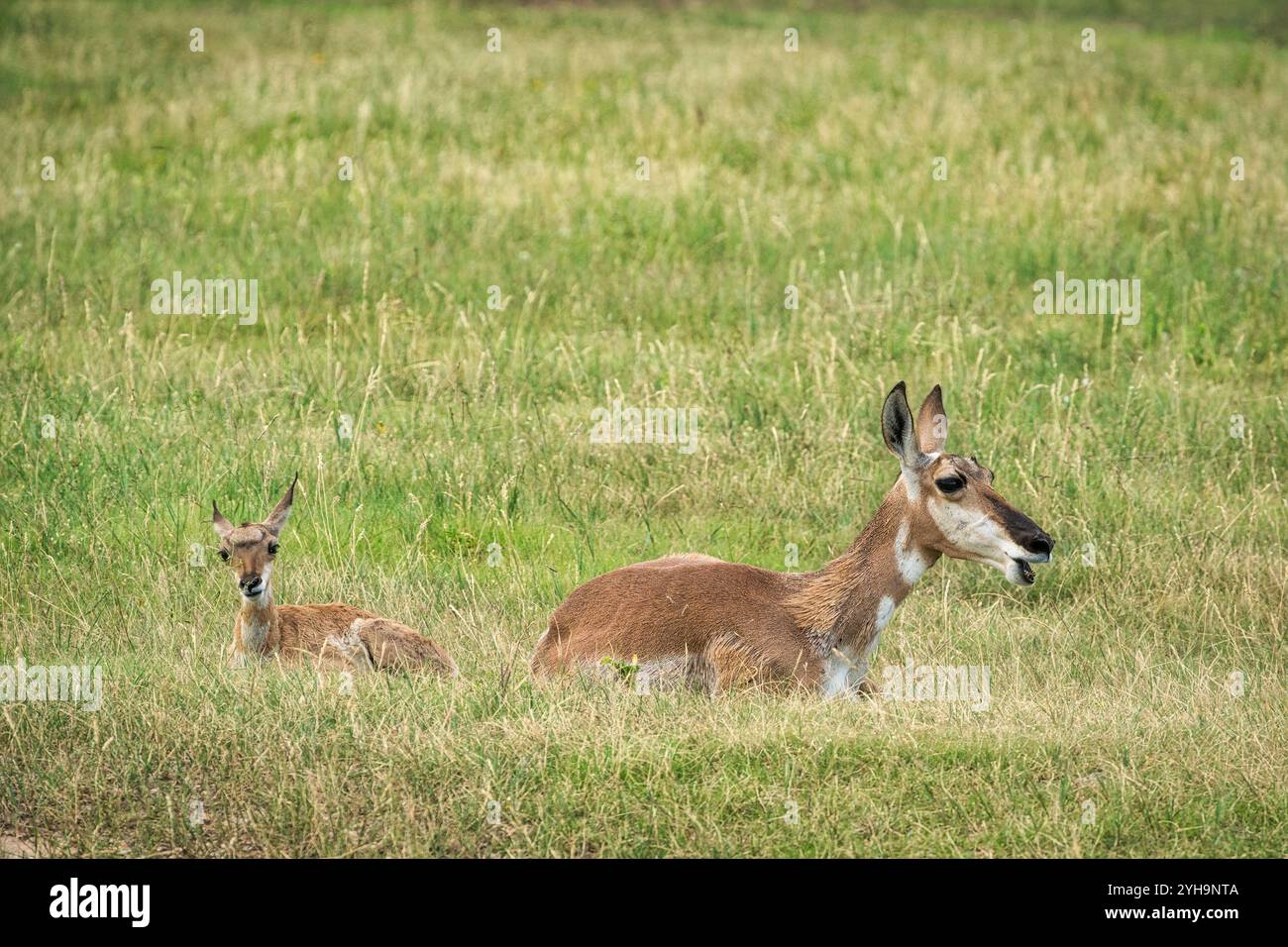 Pronghorn antelope and baby resting in a meadow Stock Photo - Alamy