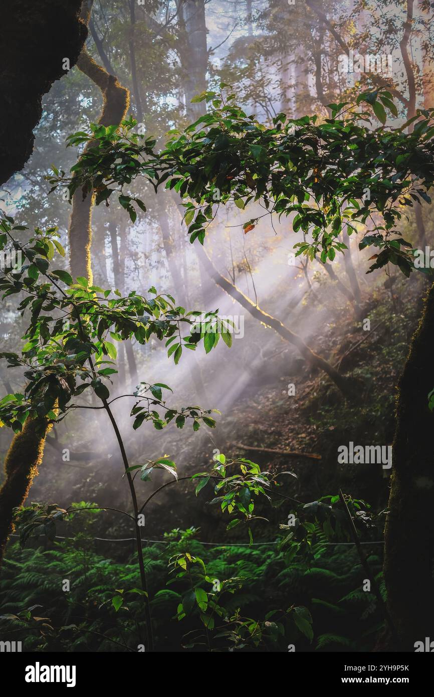 Rays of light filtering hi-res stock photography and images - Alamy