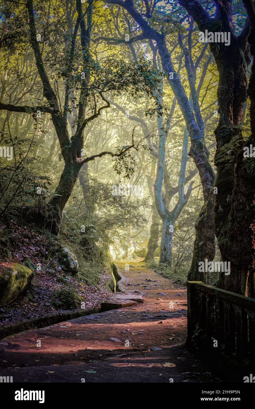 A misty forest path illuminated by soft light. Tall trees with lush green leaves create a ...