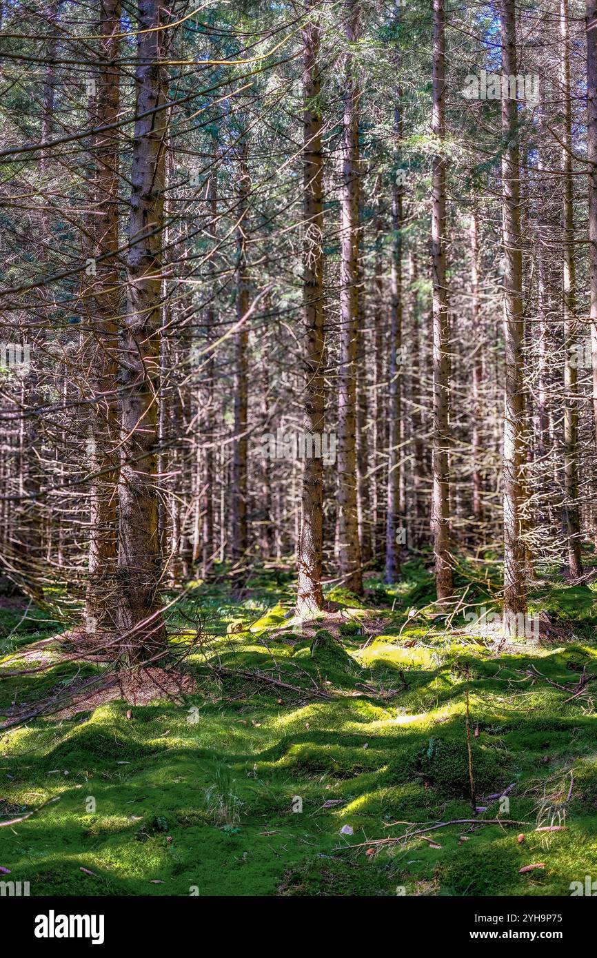 A serene view of a forest with tall pine trees casting dappled shadows ...