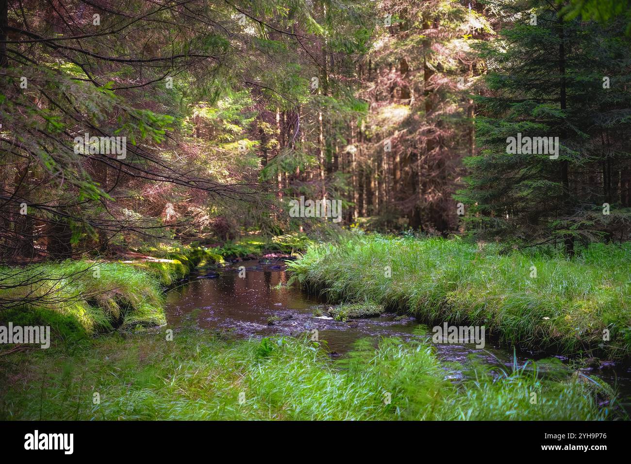 A peaceful forest scene with a flowing stream, surrounded by green ...