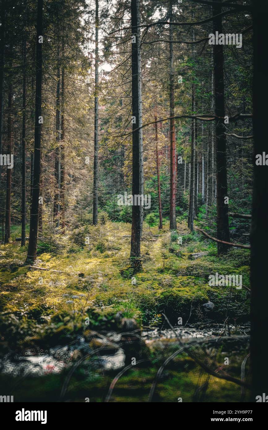 A peaceful forest scene with tall trees, moss-covered ground, and soft ...