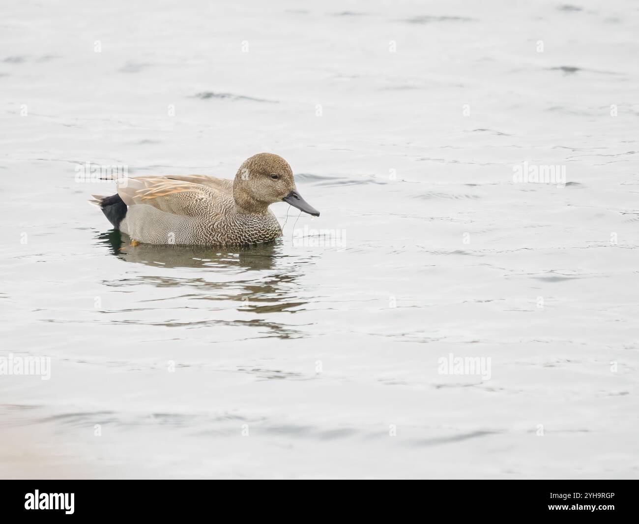 Gadwall feathers hi-res stock photography and images - Alamy