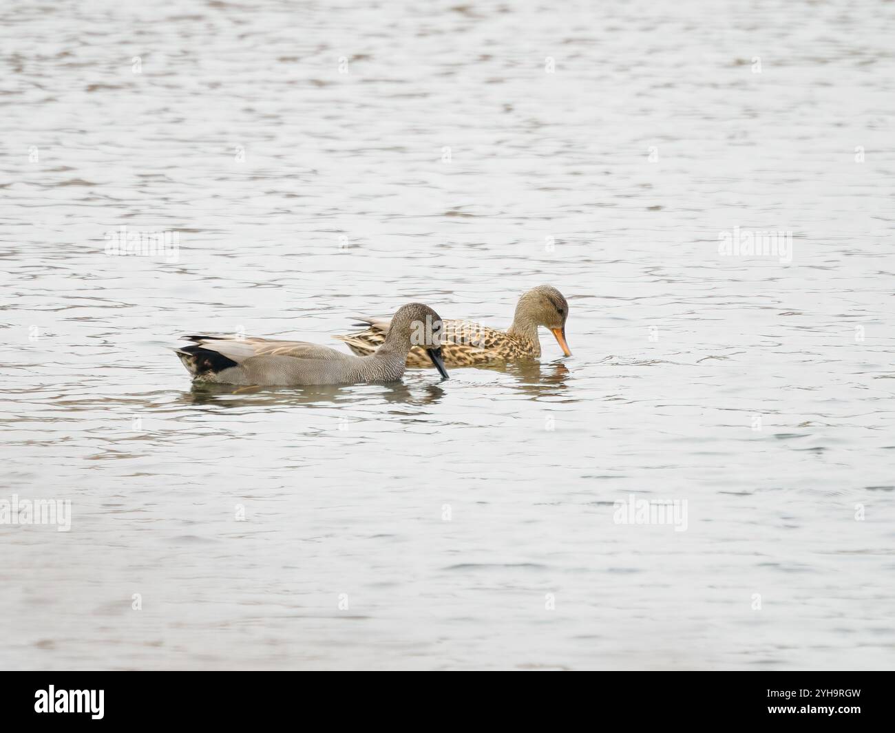Feeding gadwall ducks hi-res stock photography and images - Alamy