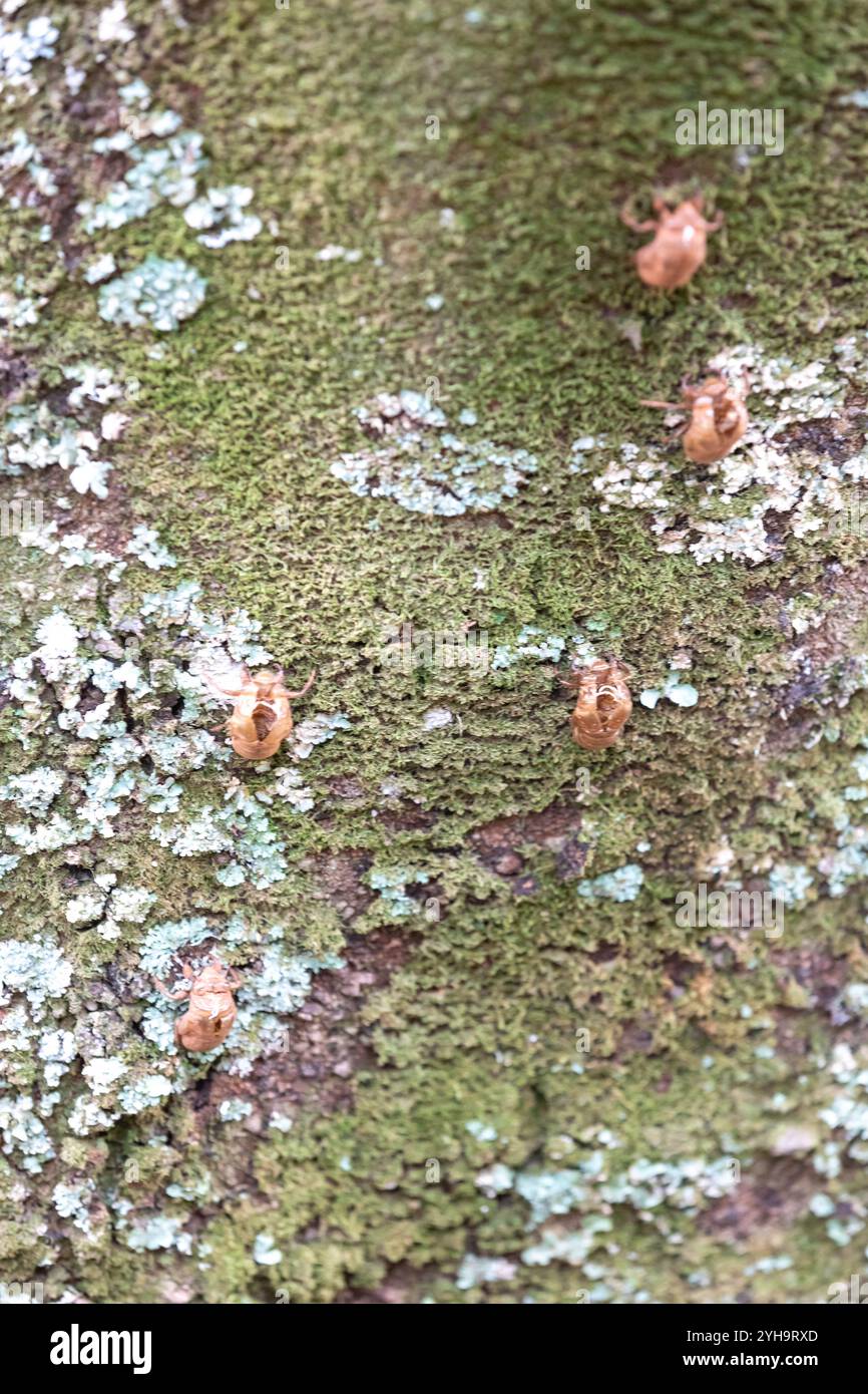 Rustic rainforest tree bark texture Stock Photo - Alamy